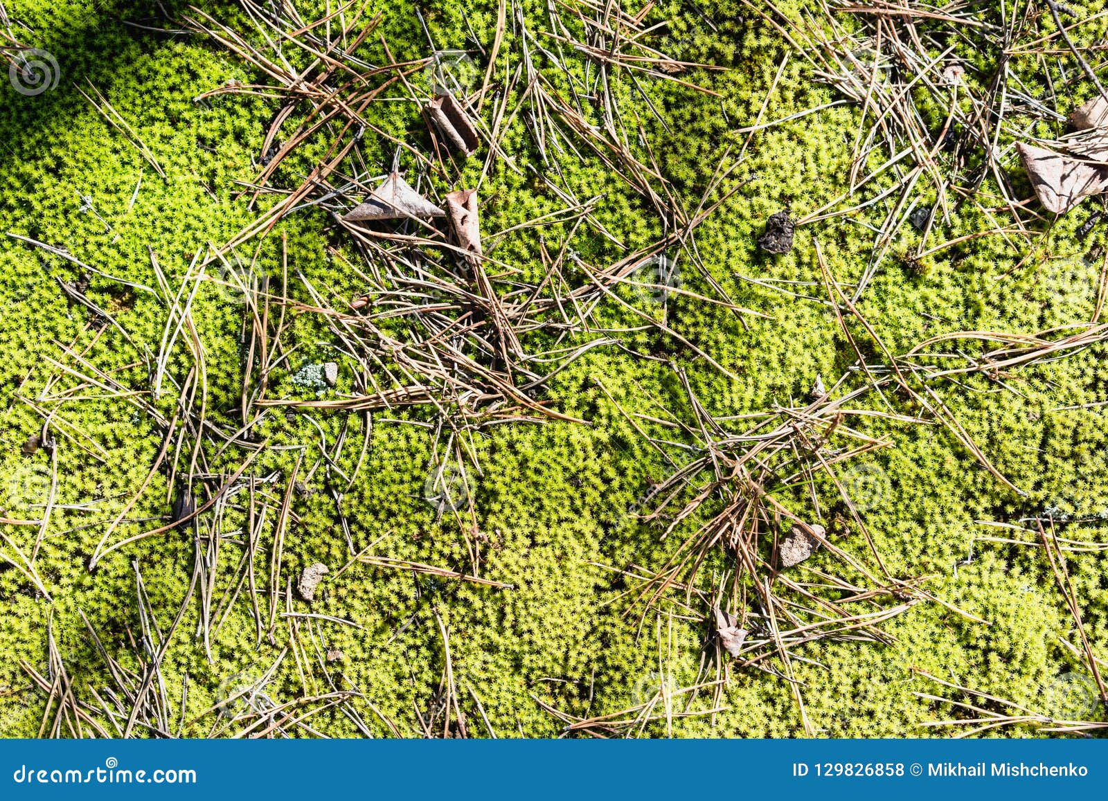 Fresh green moss stock photo. Image of texture, flora - 129826858 Fresh green moss stock photo. Image of texture, flora - 129826858