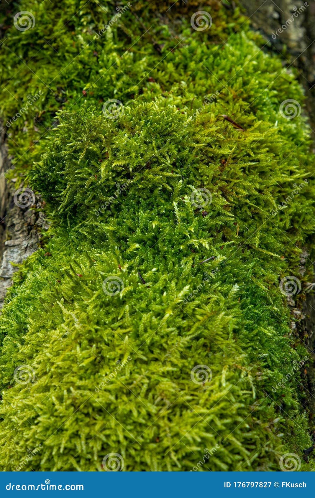 Fresh, Green Moss on a Tree Trunk, Shallow Depth of Field, Selective ... Fresh, Green Moss on a Tree Trunk, Shallow Depth of Field, Selective ...