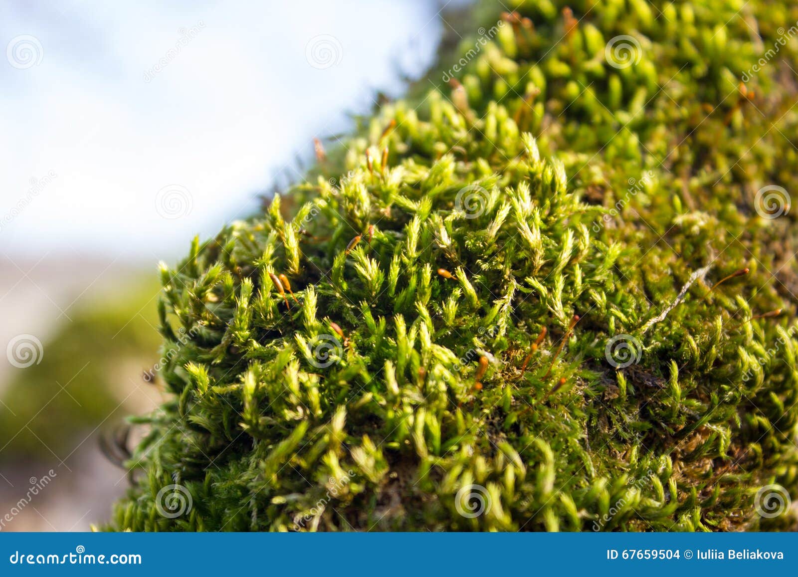 Fresh Green Moss on a Tree Trunk Stock Photo - Image of mossy, jungle ... Fresh Green Moss on a Tree Trunk Stock Photo - Image of mossy, jungle ...
