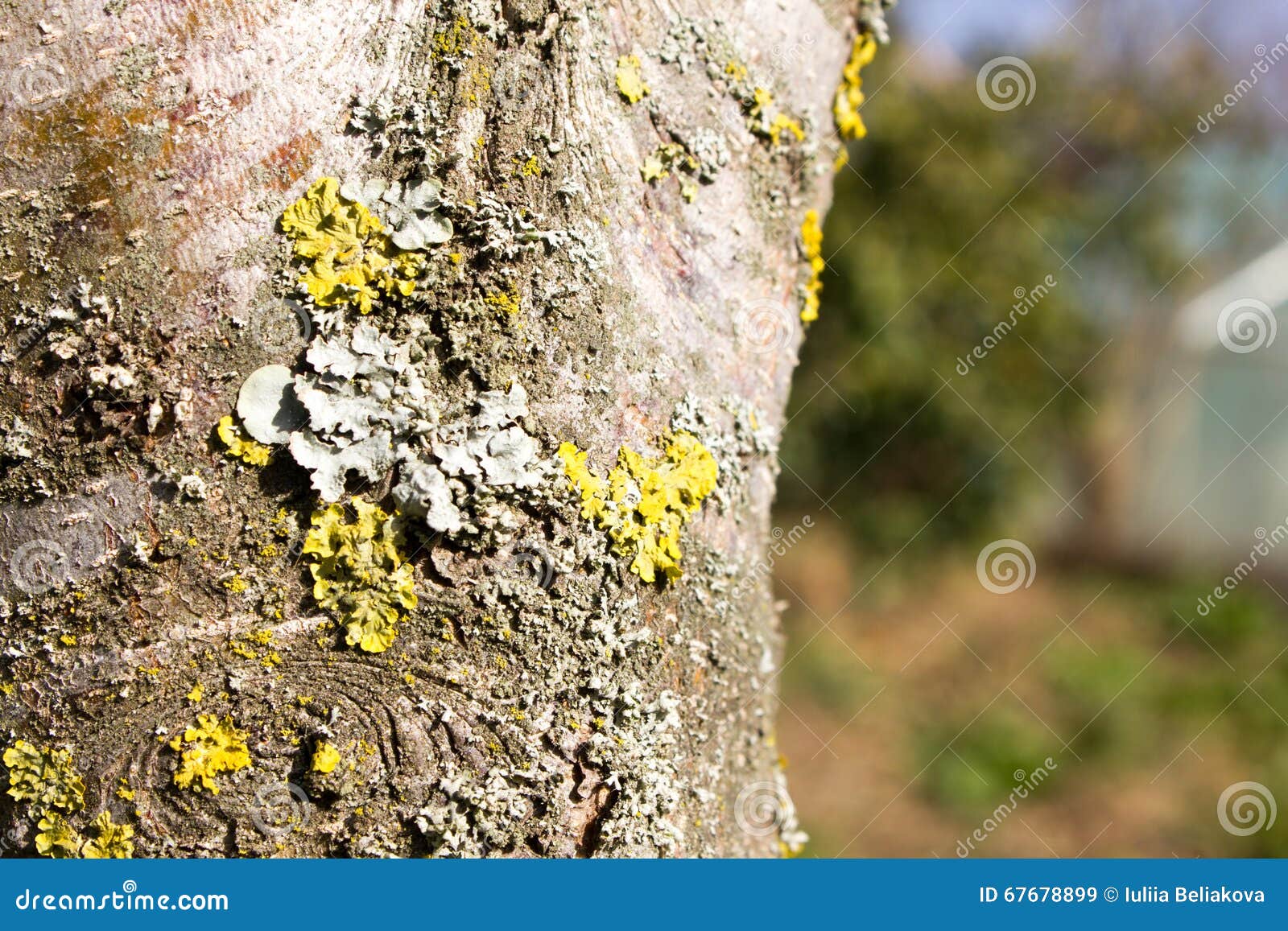 Fresh Green Moss on a Tree Trunk Stock Image - Image of brown ... Fresh Green Moss on a Tree Trunk Stock Image - Image of brown ...