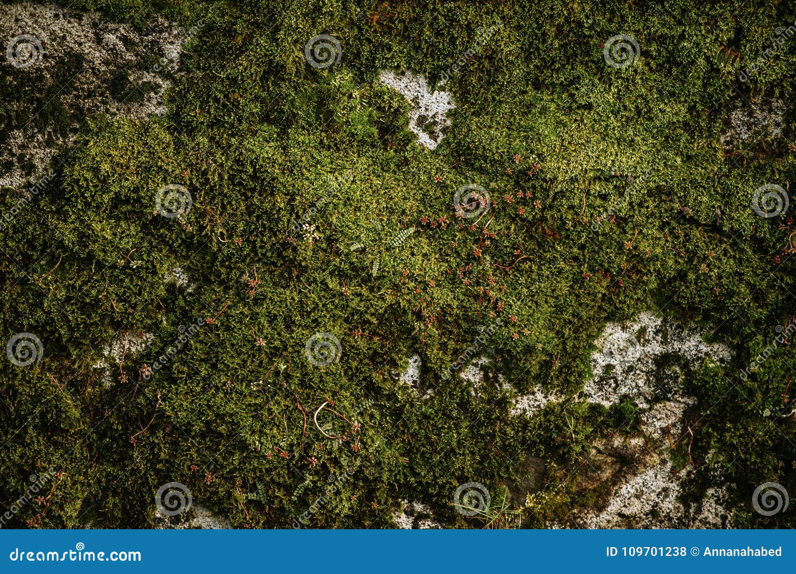 Fresh green moss wall stock photo. Image of color, green - 109701238