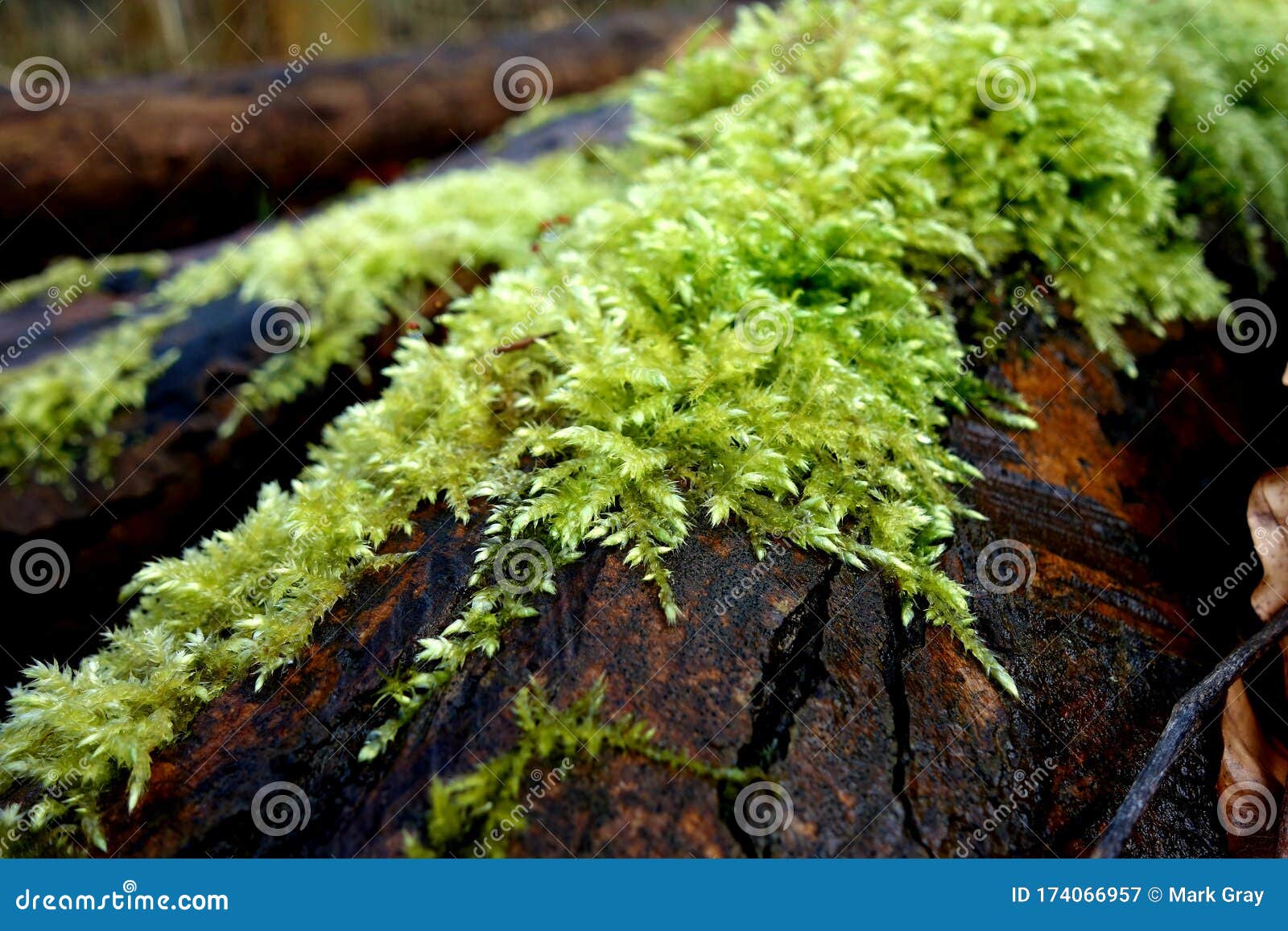 Fresh Green Moss in Woodland Stock Image - Image of green, forest ...