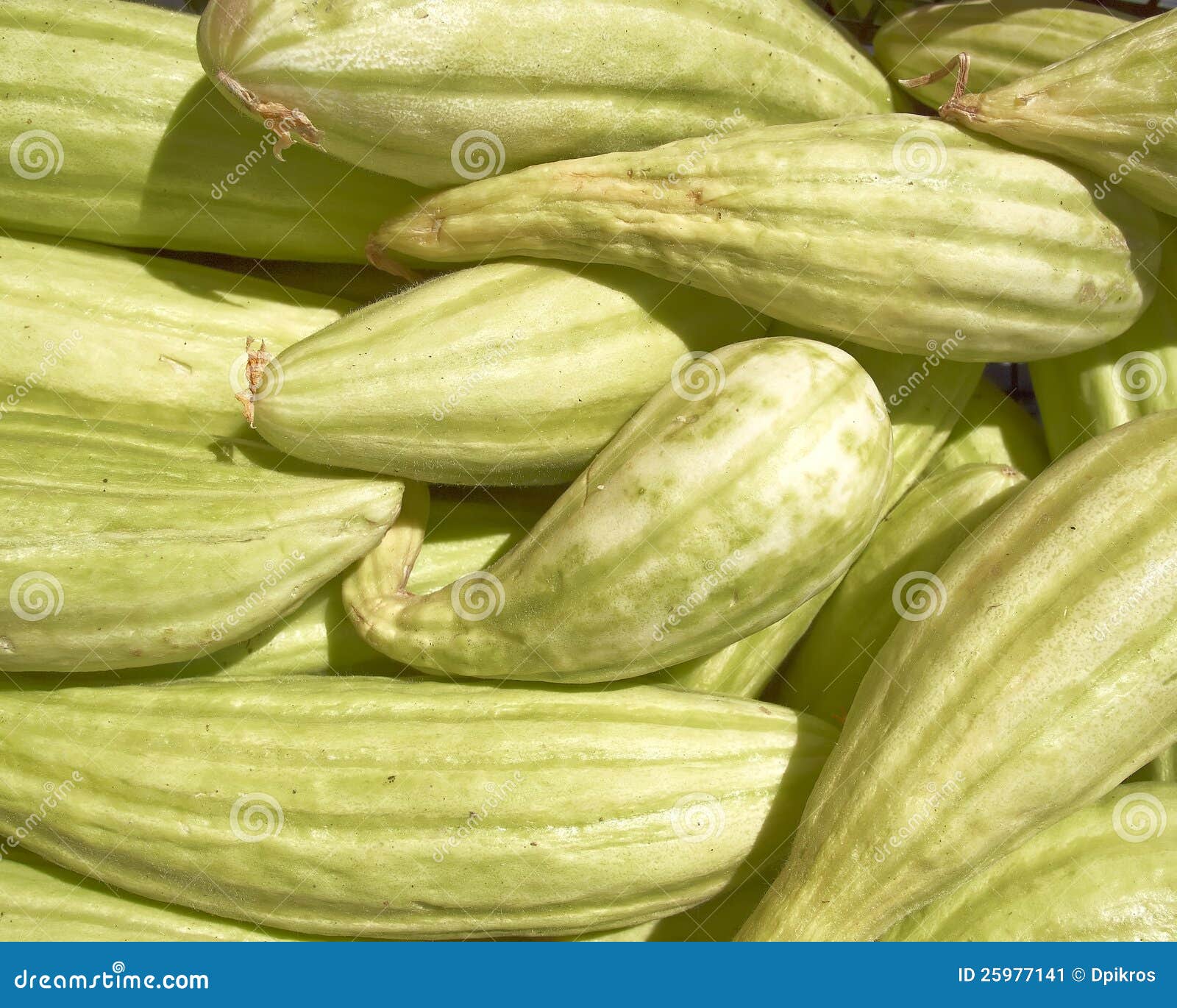 Fresh green muskmelons stock image. Image of garden, pattern - 25977141