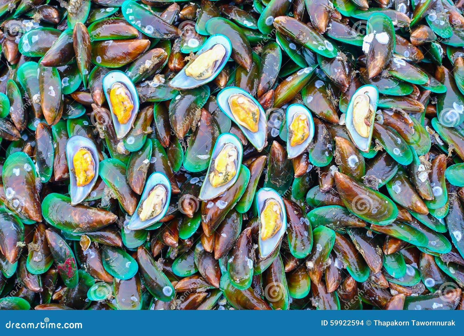 Fresh green mussels stock photo. Image of animal, diet - 59922594