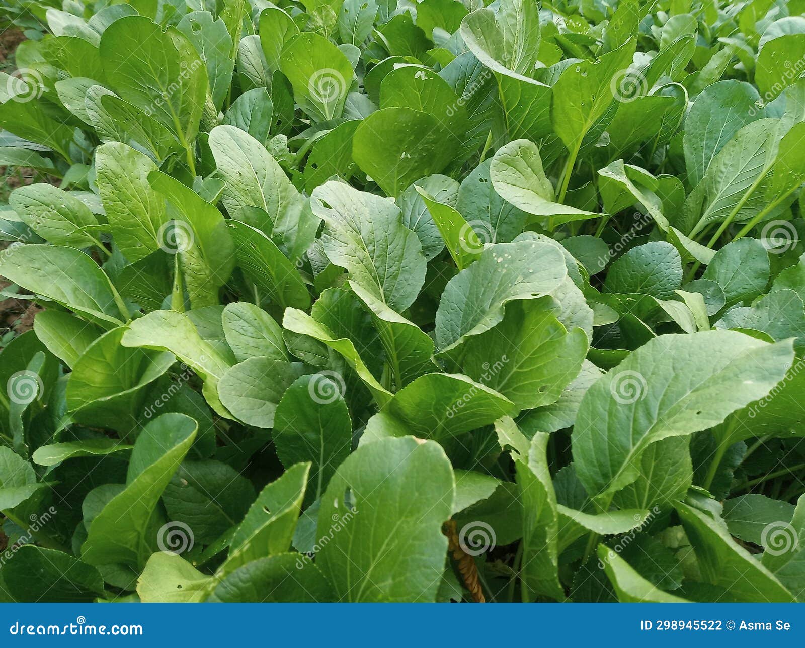 Fresh Green Mustard Greens Grown by Farmer Stock Photo - Image of grown ...