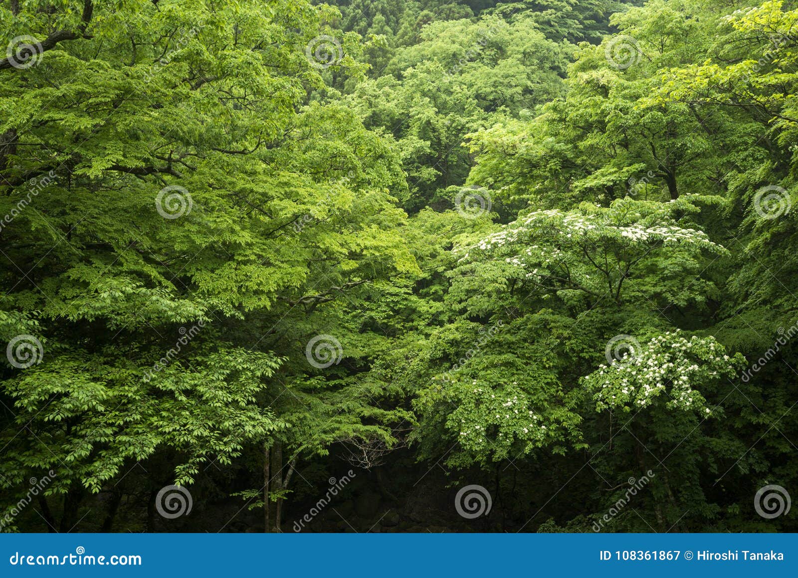 Fresh green native forest stock image. Image of foliage - 108361867