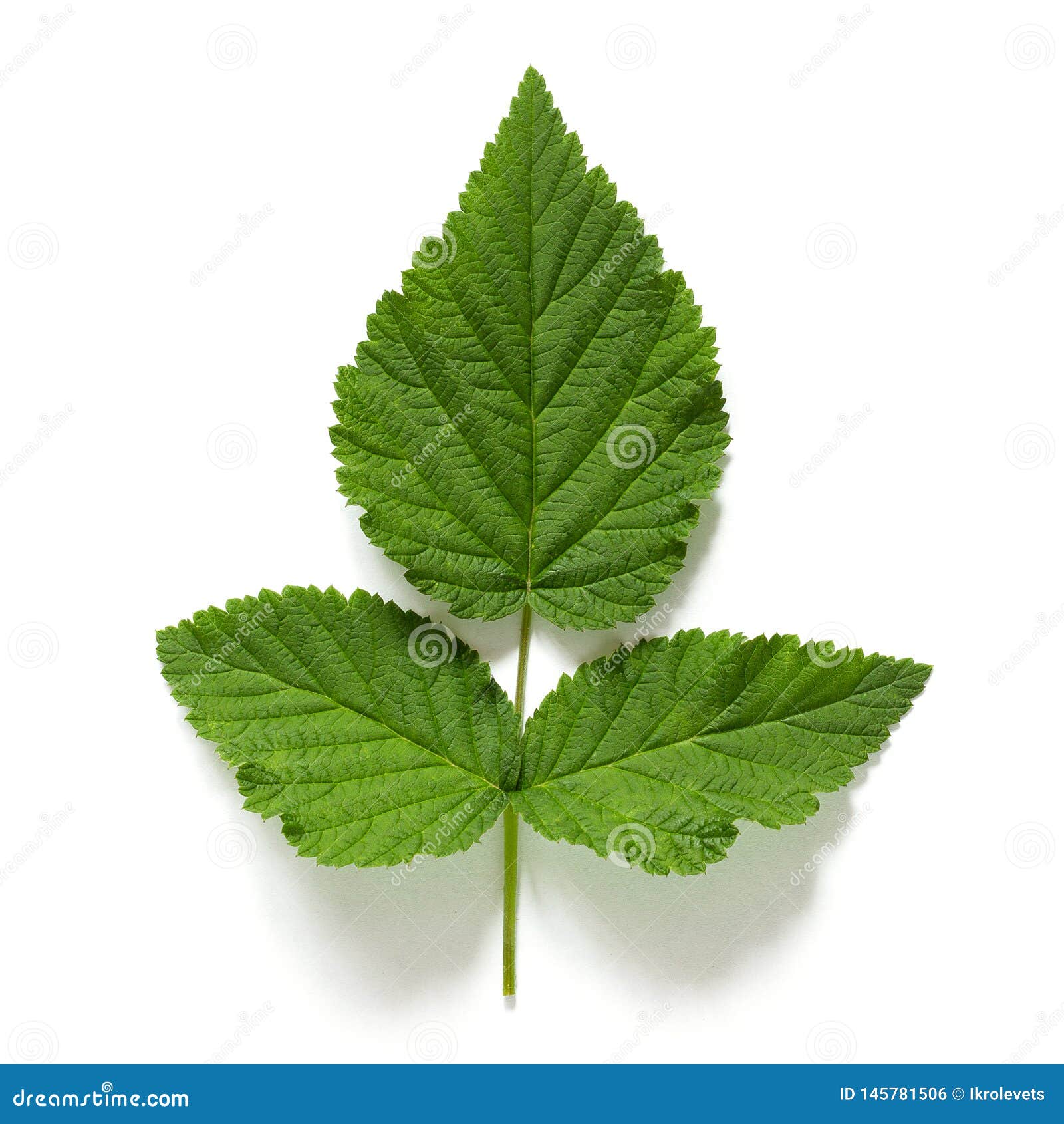 Fresh Green Natural Raspberry Leaf Isolated on White Background Stock ...