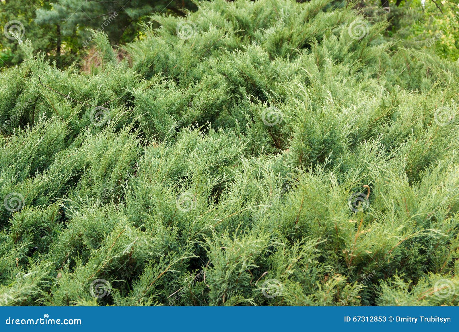 Fresh Green Needles of Arborvitae Stock Image - Image of beautiful ...
