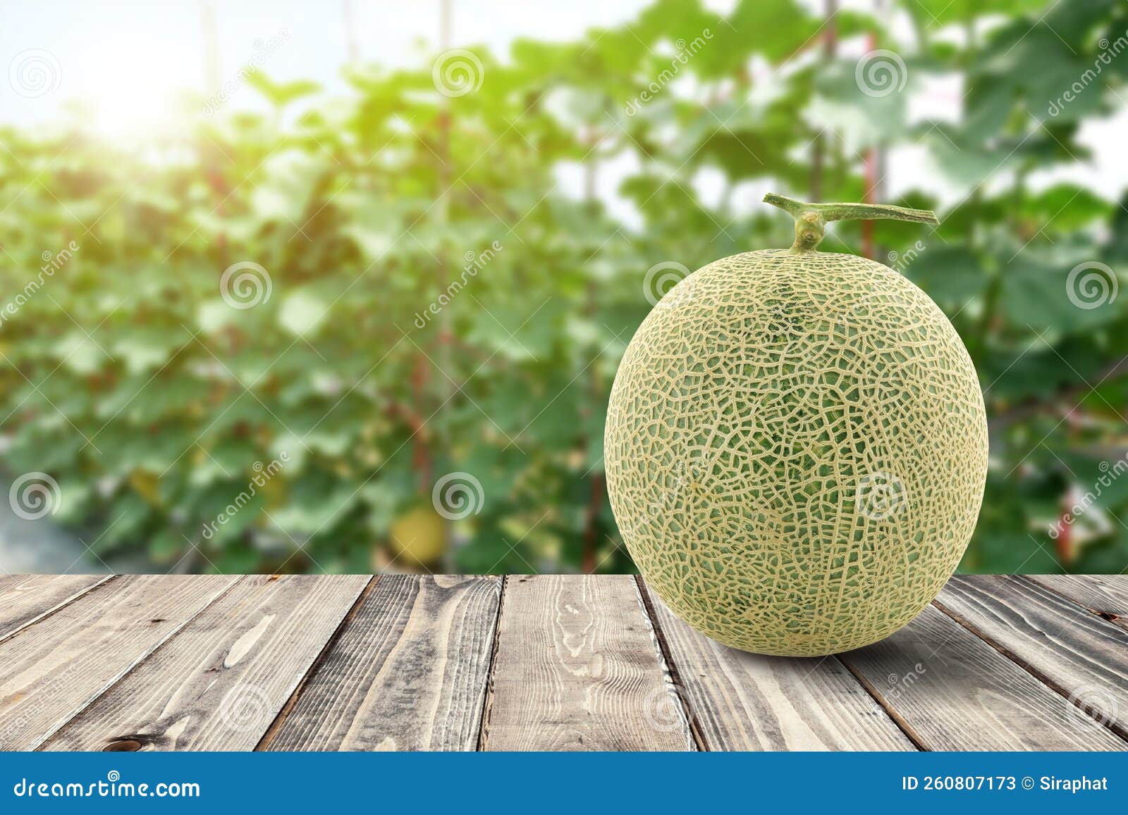 Fresh Green Net Japanese Melon on Wooden Plank with Blurred Melon Plot ...