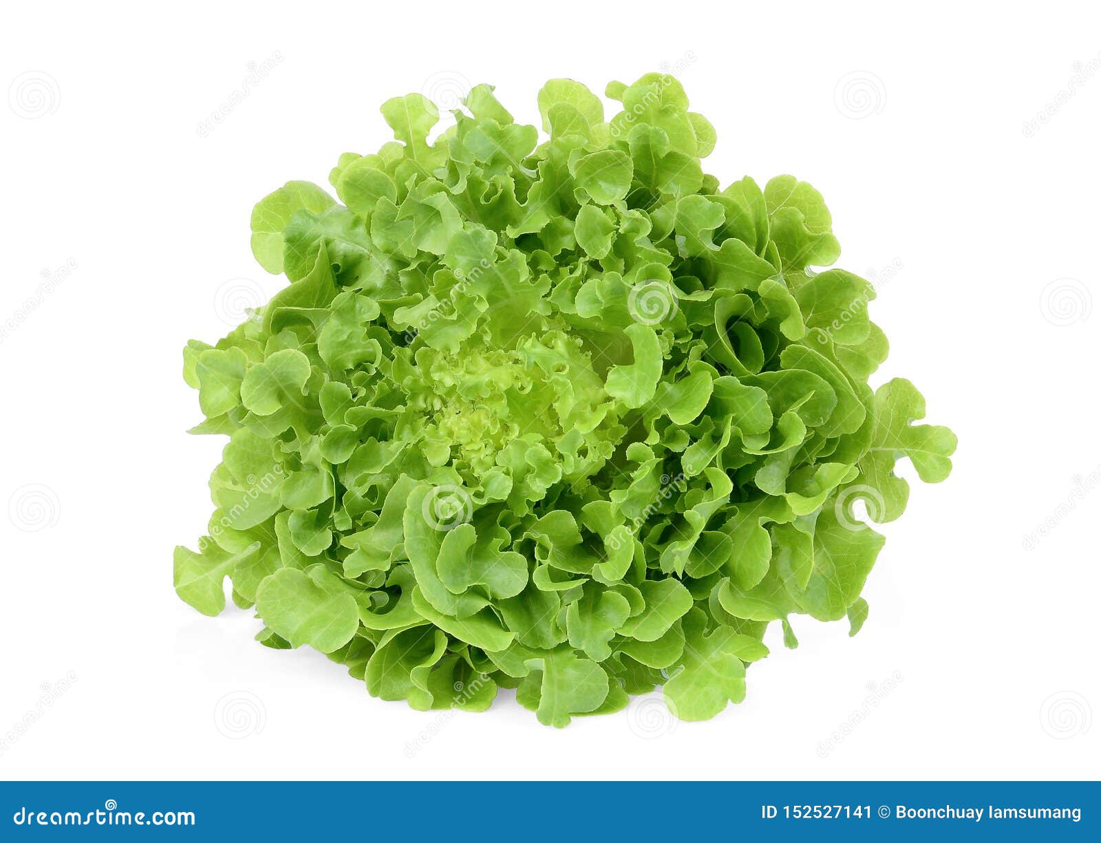 Fresh Green Oak Lettuce Isolated on White Stock Image - Image of frizzy ...