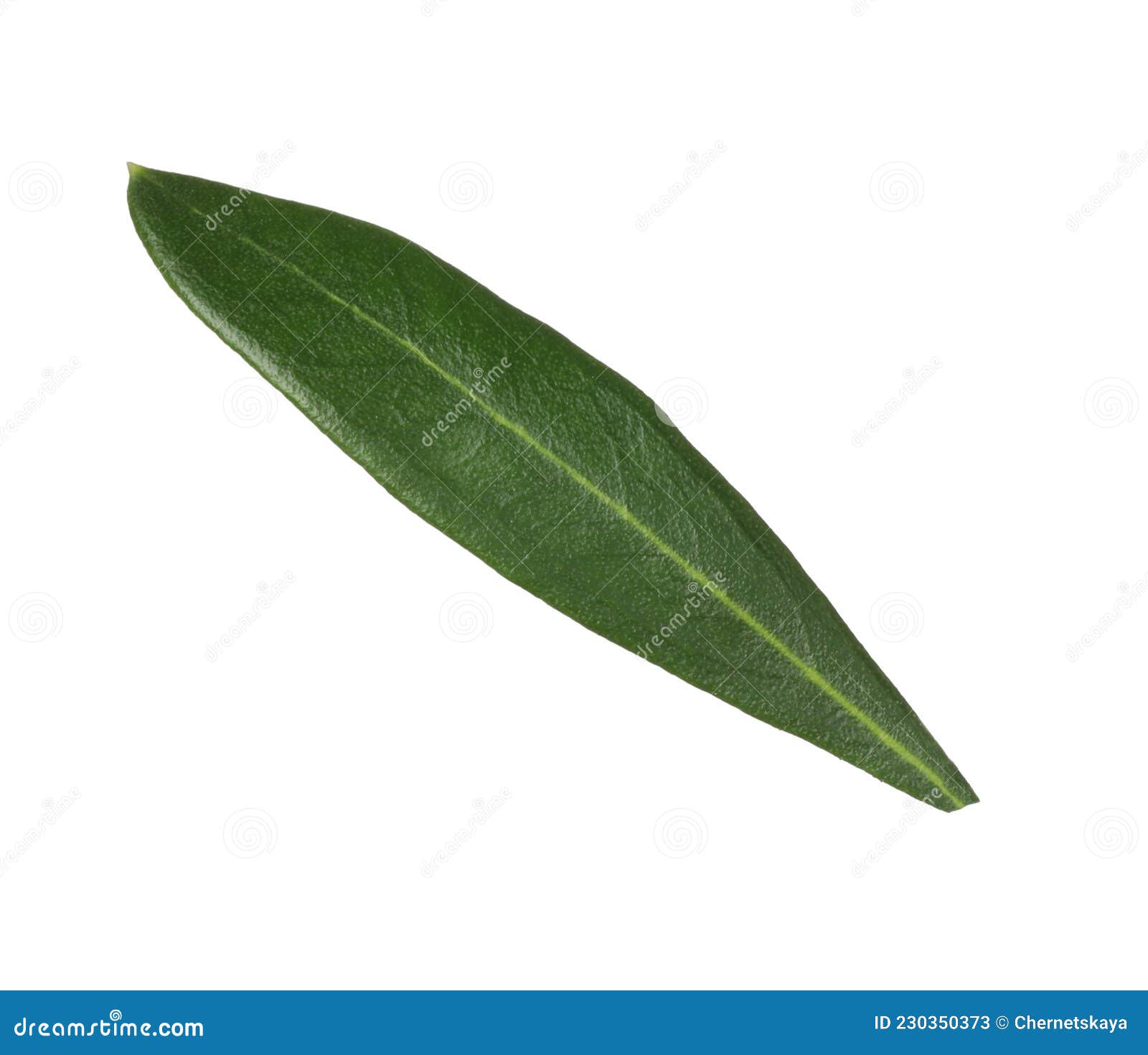 Fresh Green Olive Leaf Isolated on White Stock Image - Image of ...