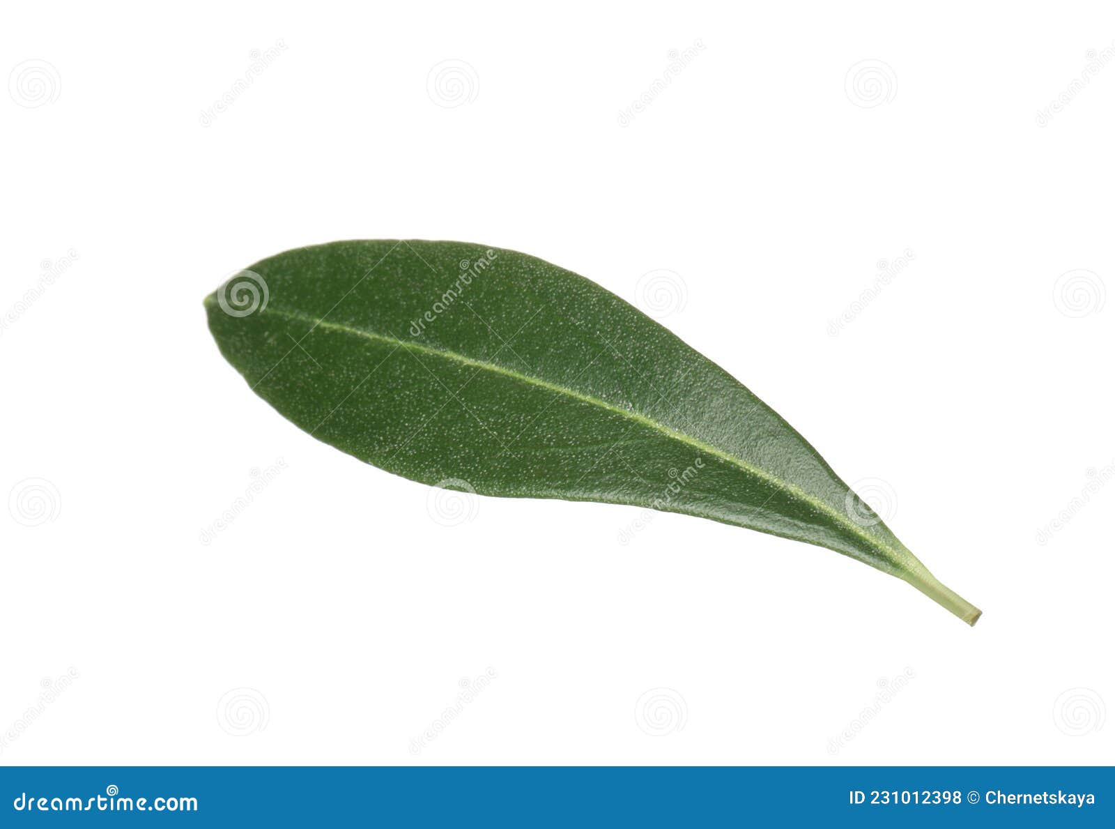 Fresh Green Olive Leaf Isolated on White Stock Photo - Image of ...