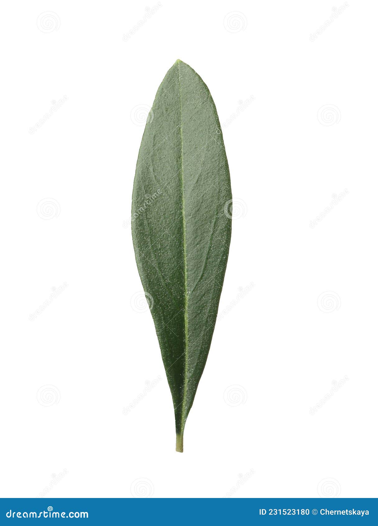 Fresh Green Olive Leaf Isolated on White Stock Photo - Image of nature ...