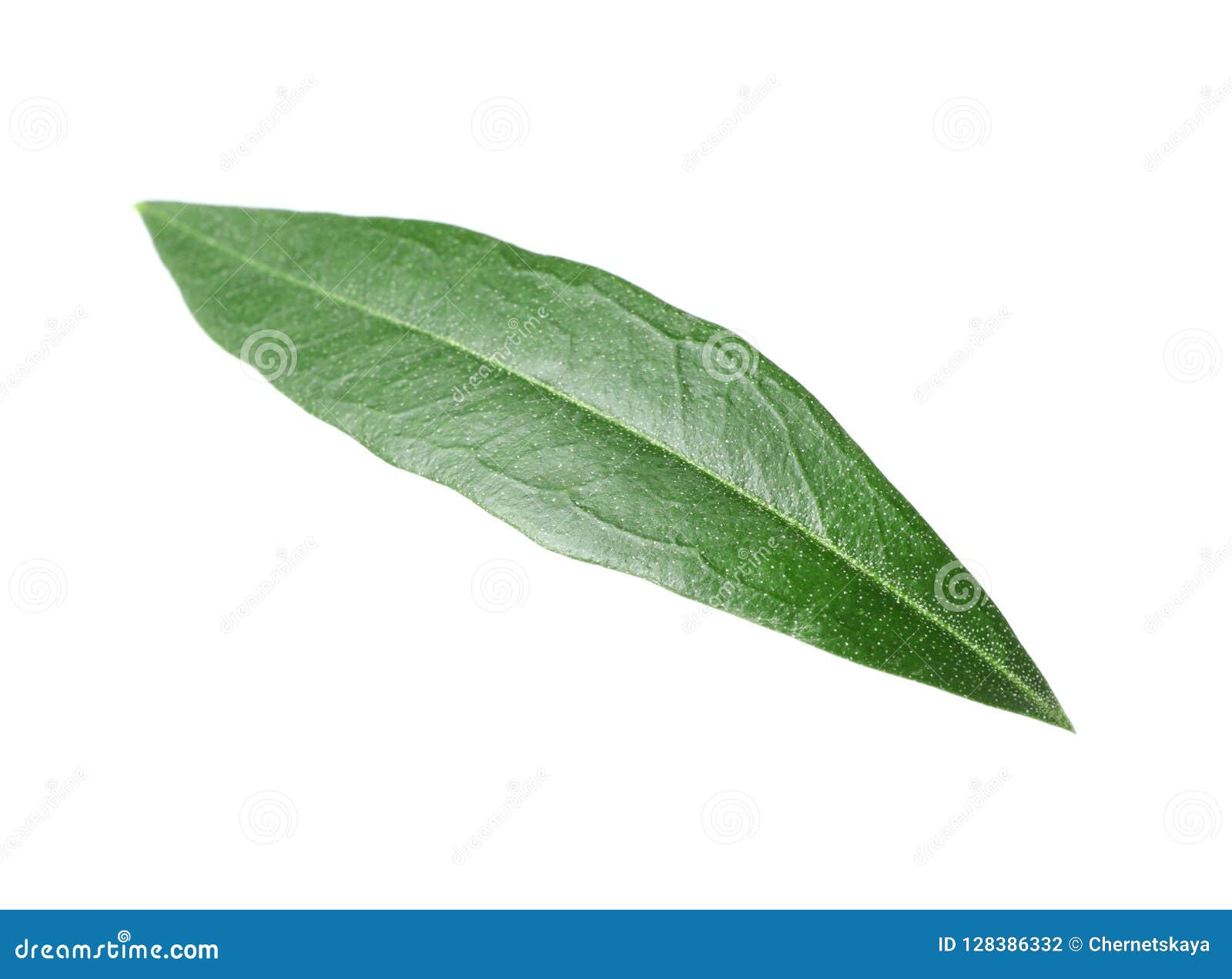 Fresh green olive leaf stock photo. Image of background - 128386332