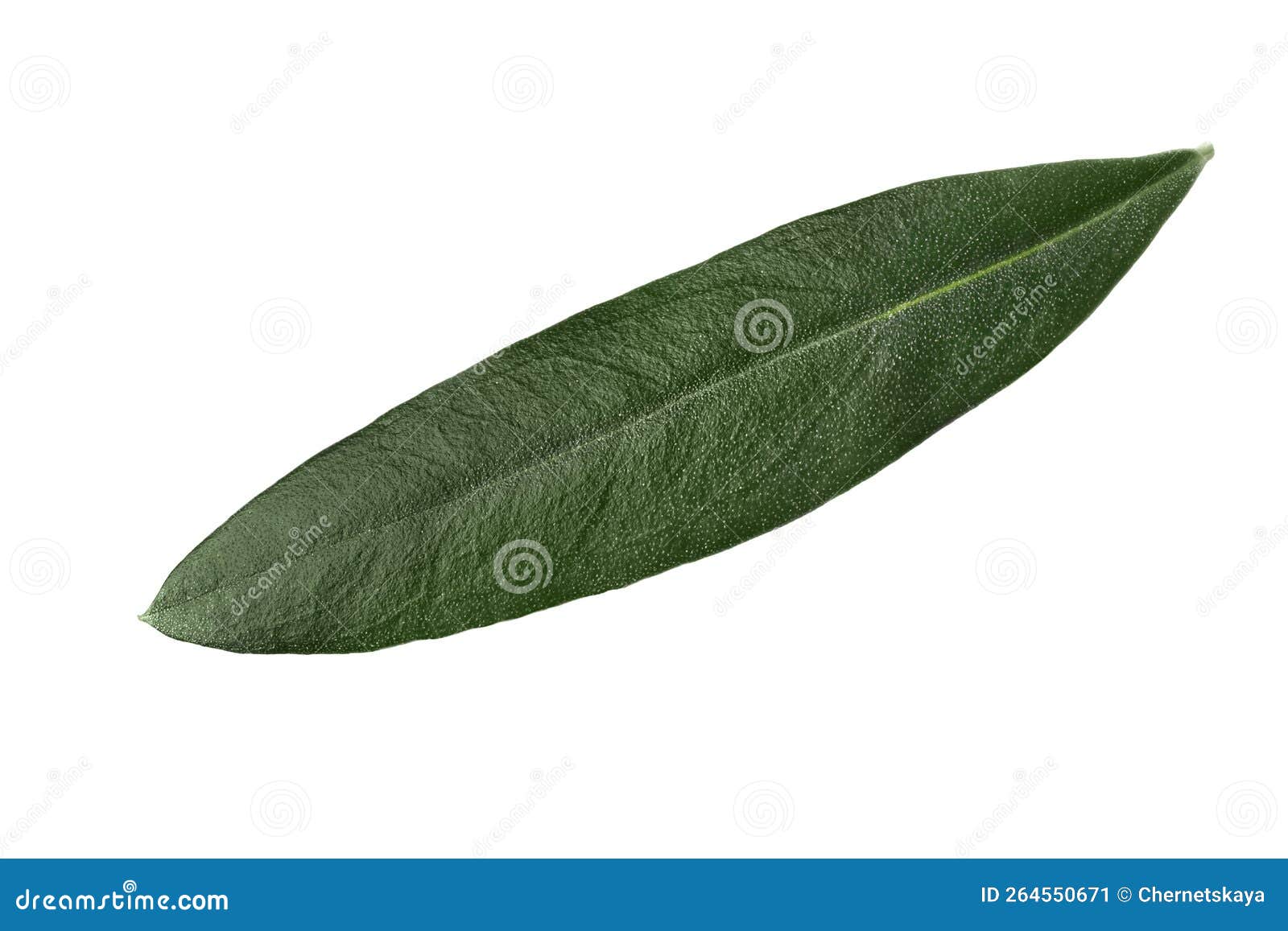 Fresh Green Olive Leaf on White Background Stock Image - Image of flora ...