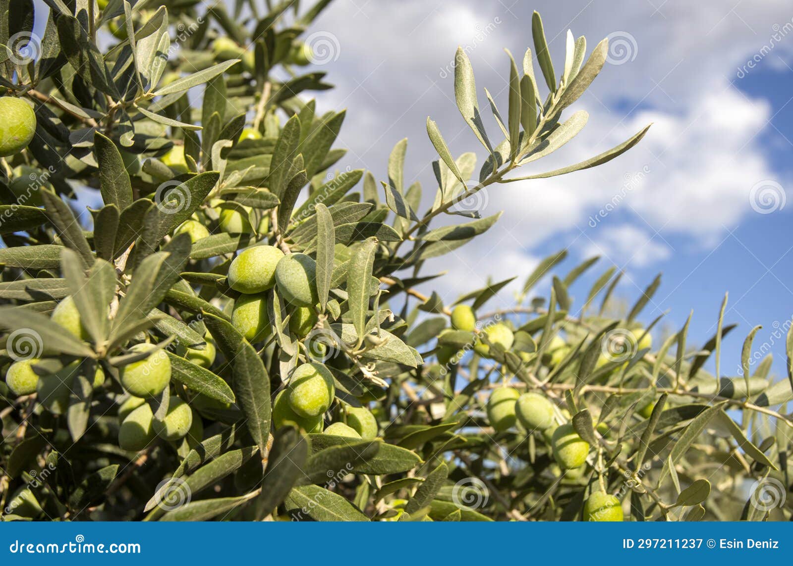 Fresh Green Olives on the Olive Tree. Stock Image - Image of europe ...