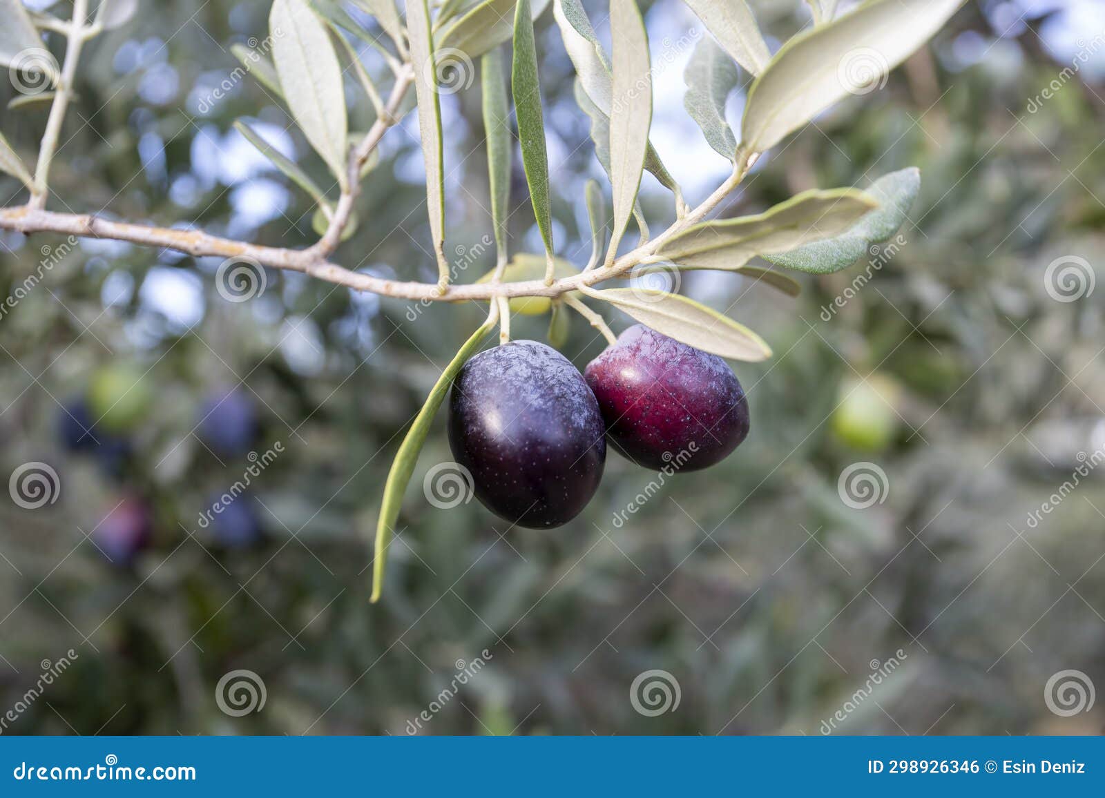 Fresh Green Olives on the Olive Tree Stock Photo - Image of green ...