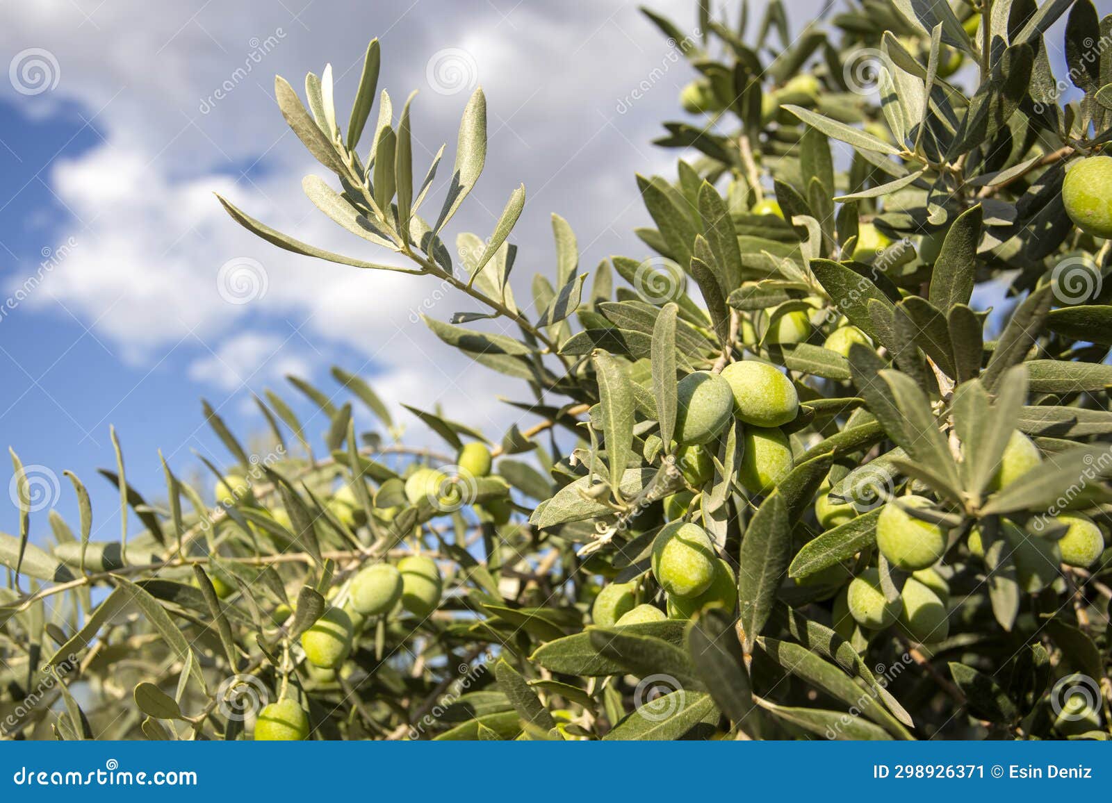 Fresh Green Olives on the Olive Tree Stock Image - Image of farming ...