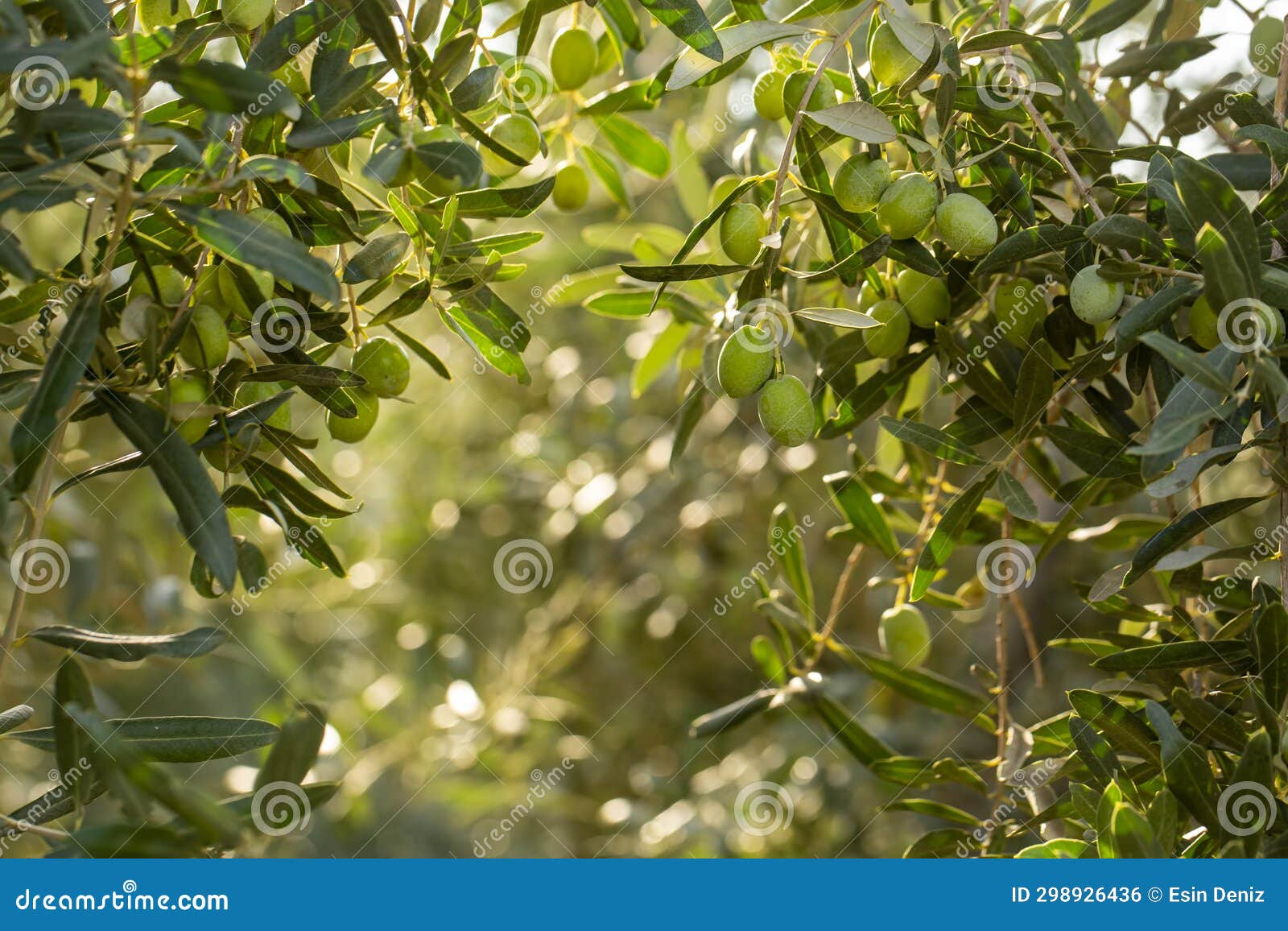 Fresh Green Olives on the Olive Tree Stock Photo - Image of nature ...