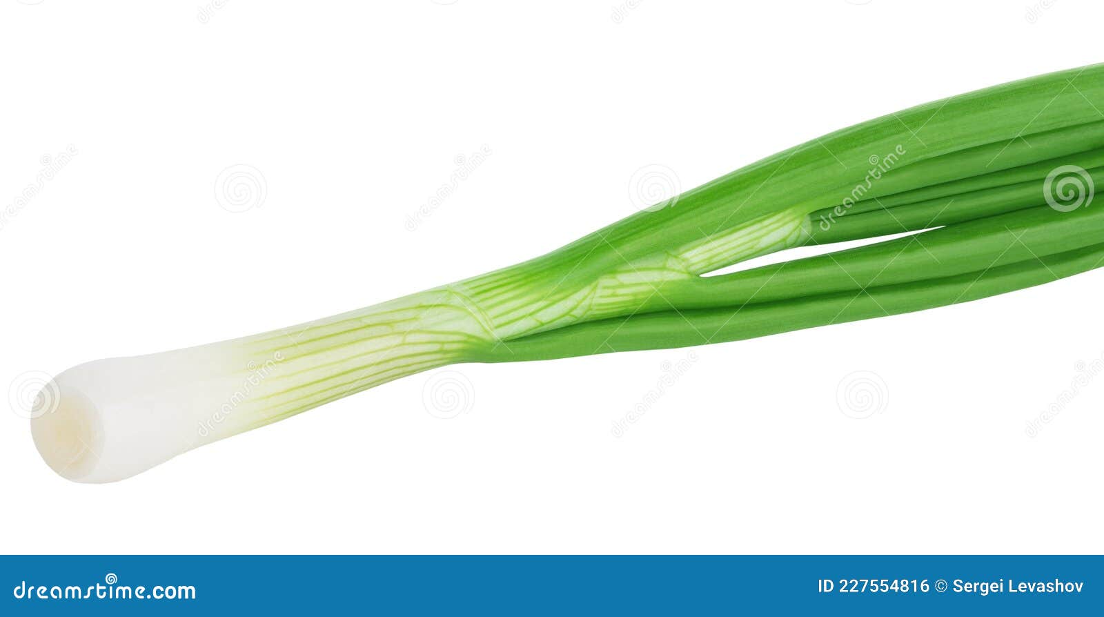 Fresh Green Onion Isolated on White Background. Stock Photo - Image of ...