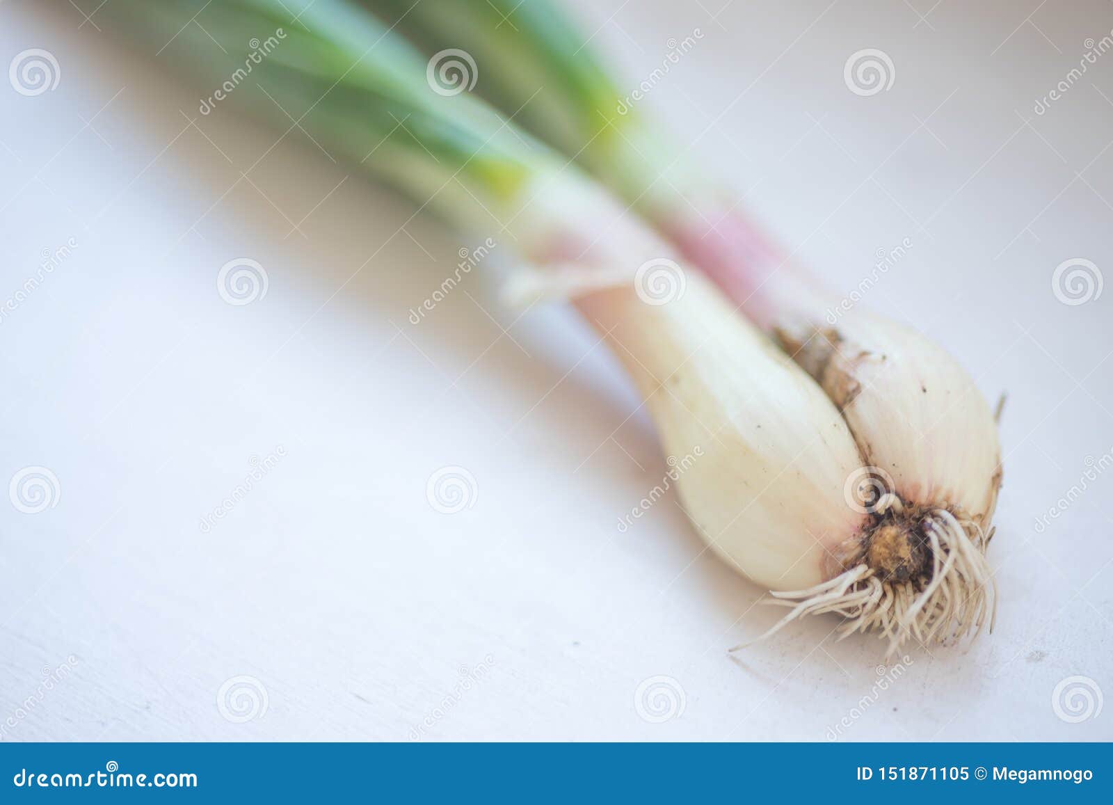Fresh Green Onion with Roots Close Up Stock Image - Image of culinary ...