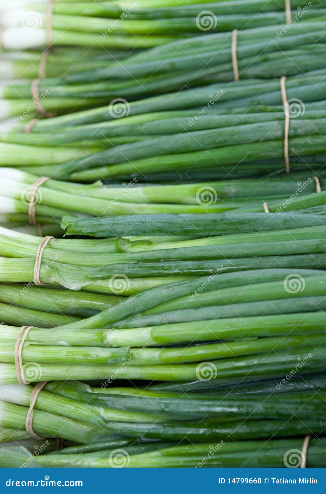 Fresh green onions stock photo. Image of ingredient, leek - 14799660