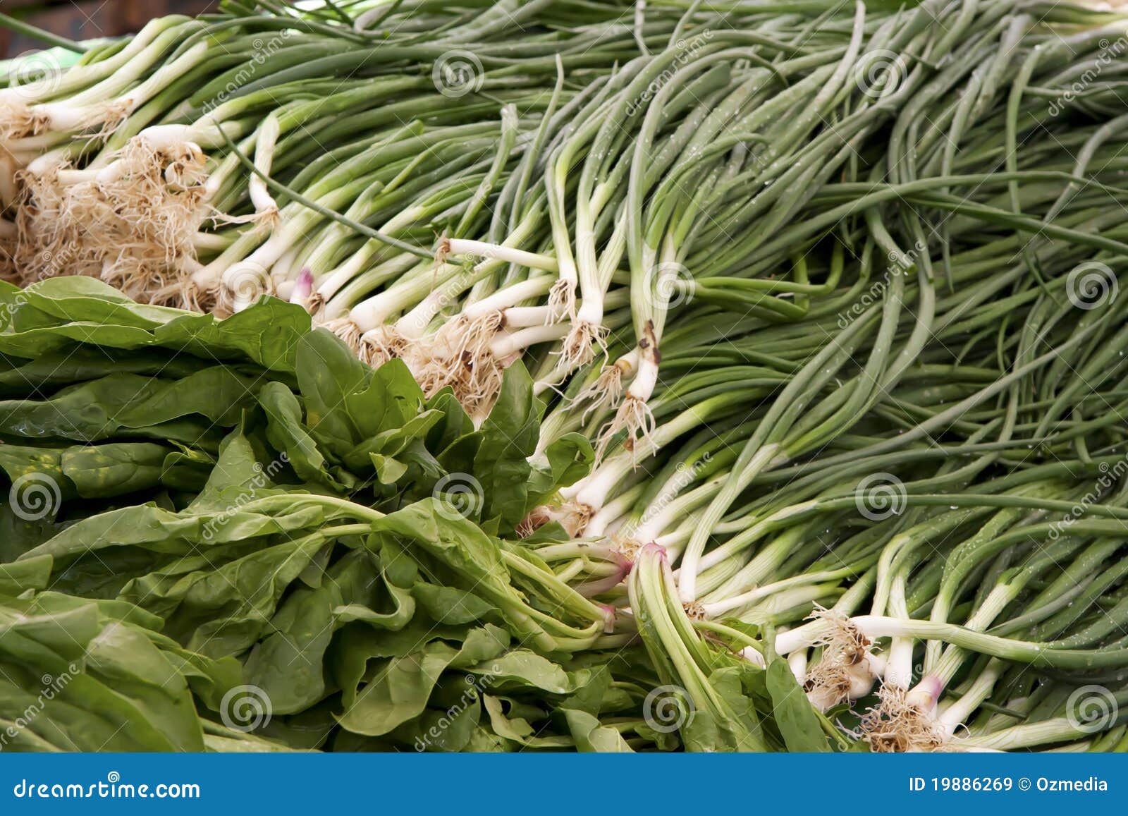 Fresh green onions stock image. Image of organic, nature - 19886269