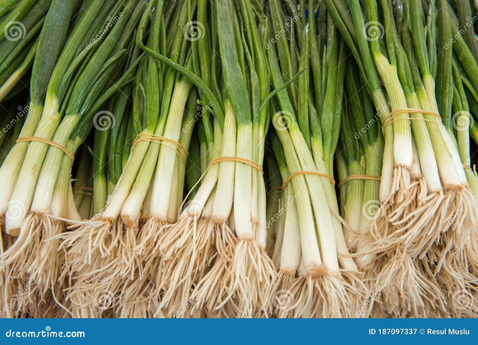 Fresh green onions stock image. Image of healthy, background - 187097337