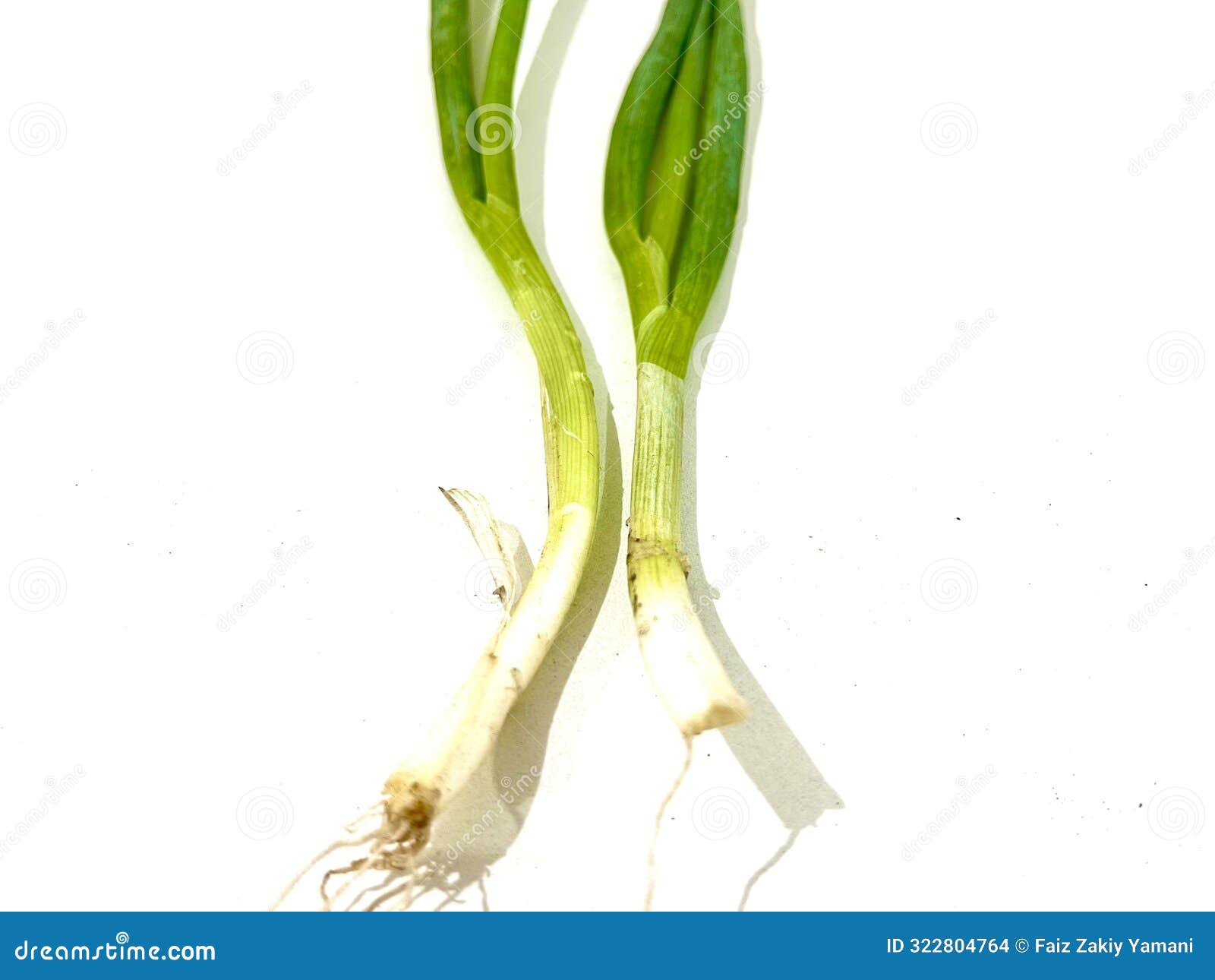 Green Onions Isolated on White Background Stock Photo - Image of nature ...