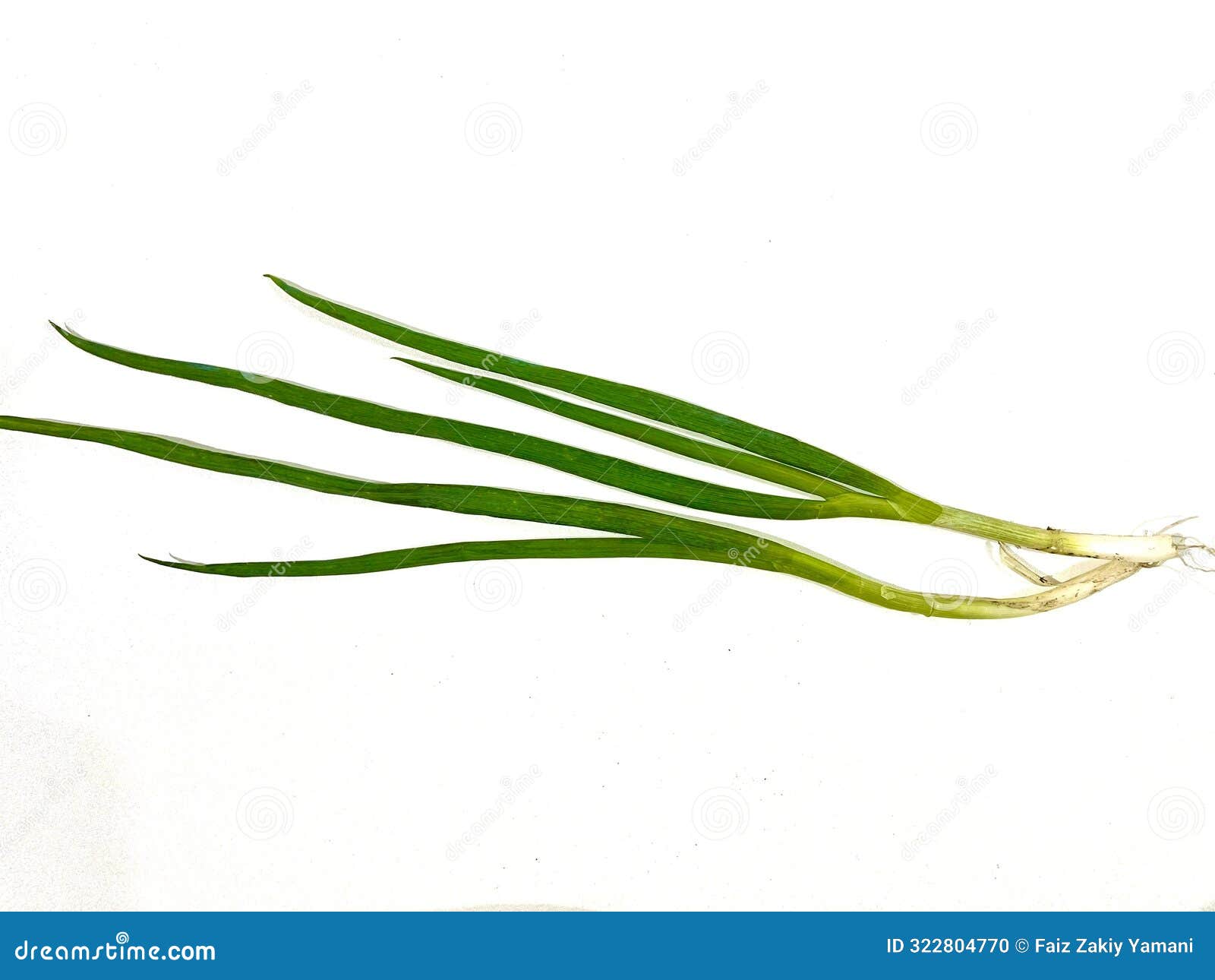 Green Onions Isolated on White Background Stock Photo - Image of food ...