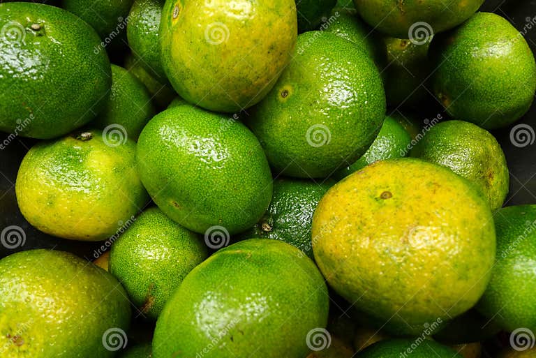 Fresh green orange stock image. Image of back, growing - 33637569