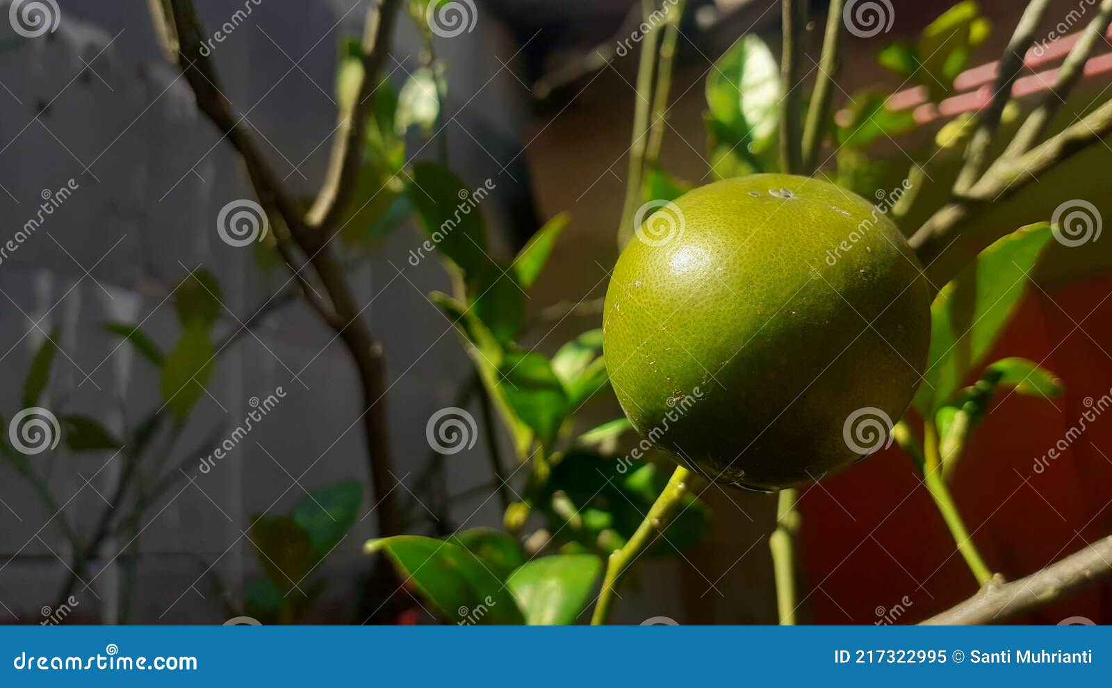 Fresh Green Orange on the Tree Stock Image - Image of green, branch ...