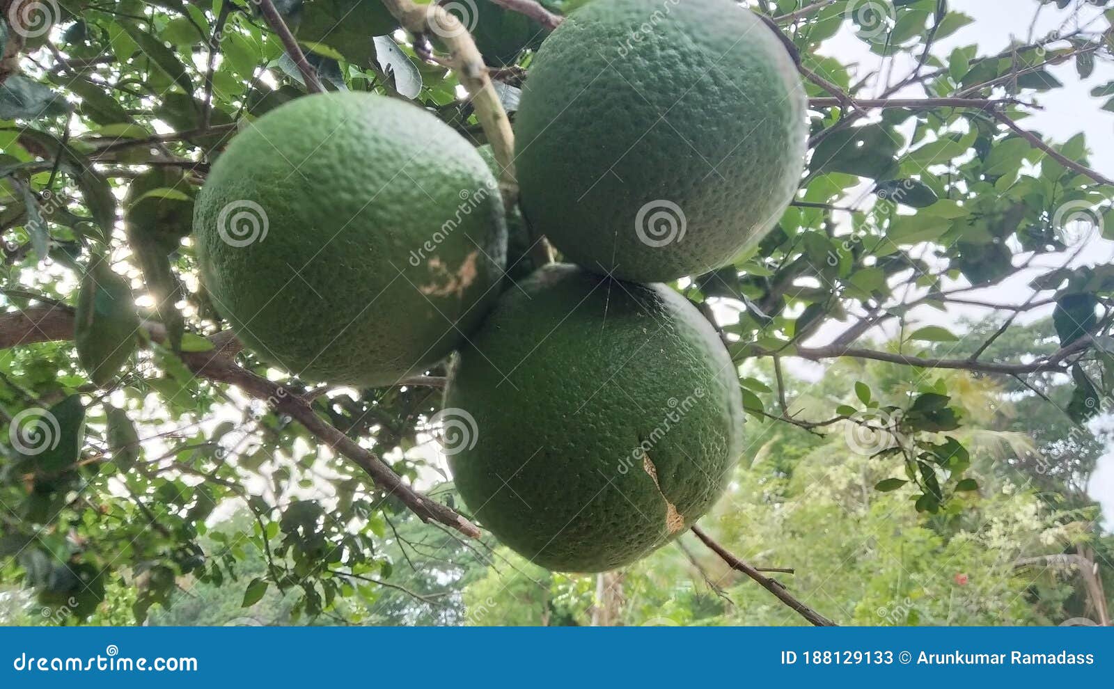 Fresh green Orange in tree stock image. Image of apple - 188129133