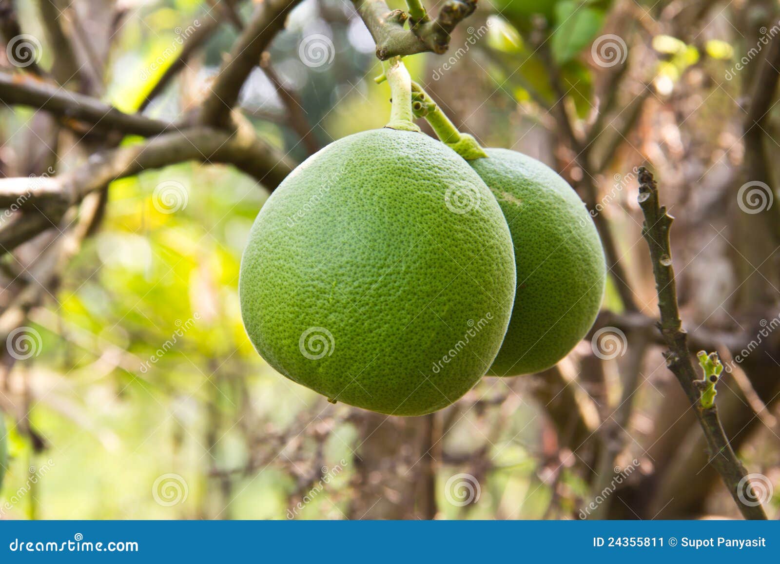 Fresh green oranges stock image. Image of exotic, branch - 24355811