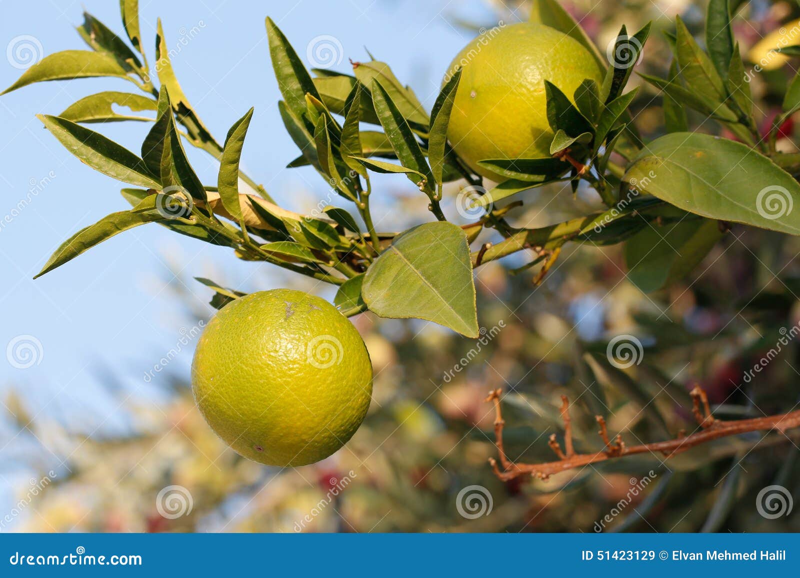 Fresh Green Oranges on Tree. Stock Image - Image of fresh, agriculture ...