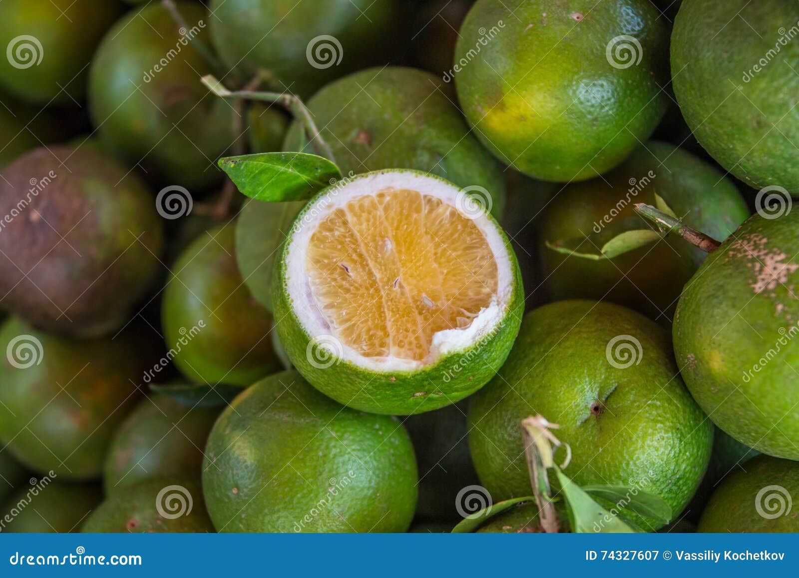 Fresh Green Oranges on Tree Stock Image - Image of grow, exotic: 74327607