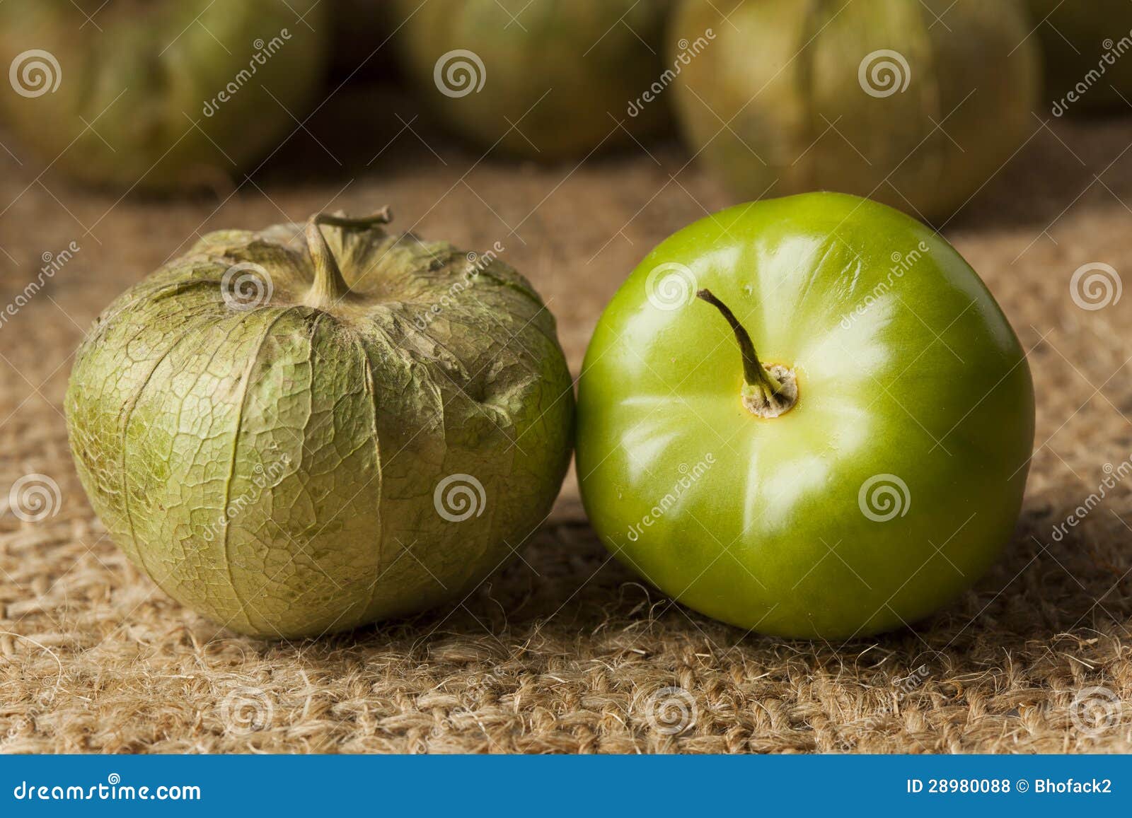 Fresh Green Organic Tomatillo Stock Photo - Image of spicy, tomatillo ...