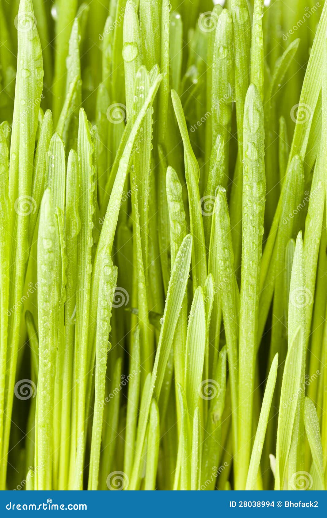 Fresh Green Organic Wheat Grass Stock Photo - Image of foliage ...
