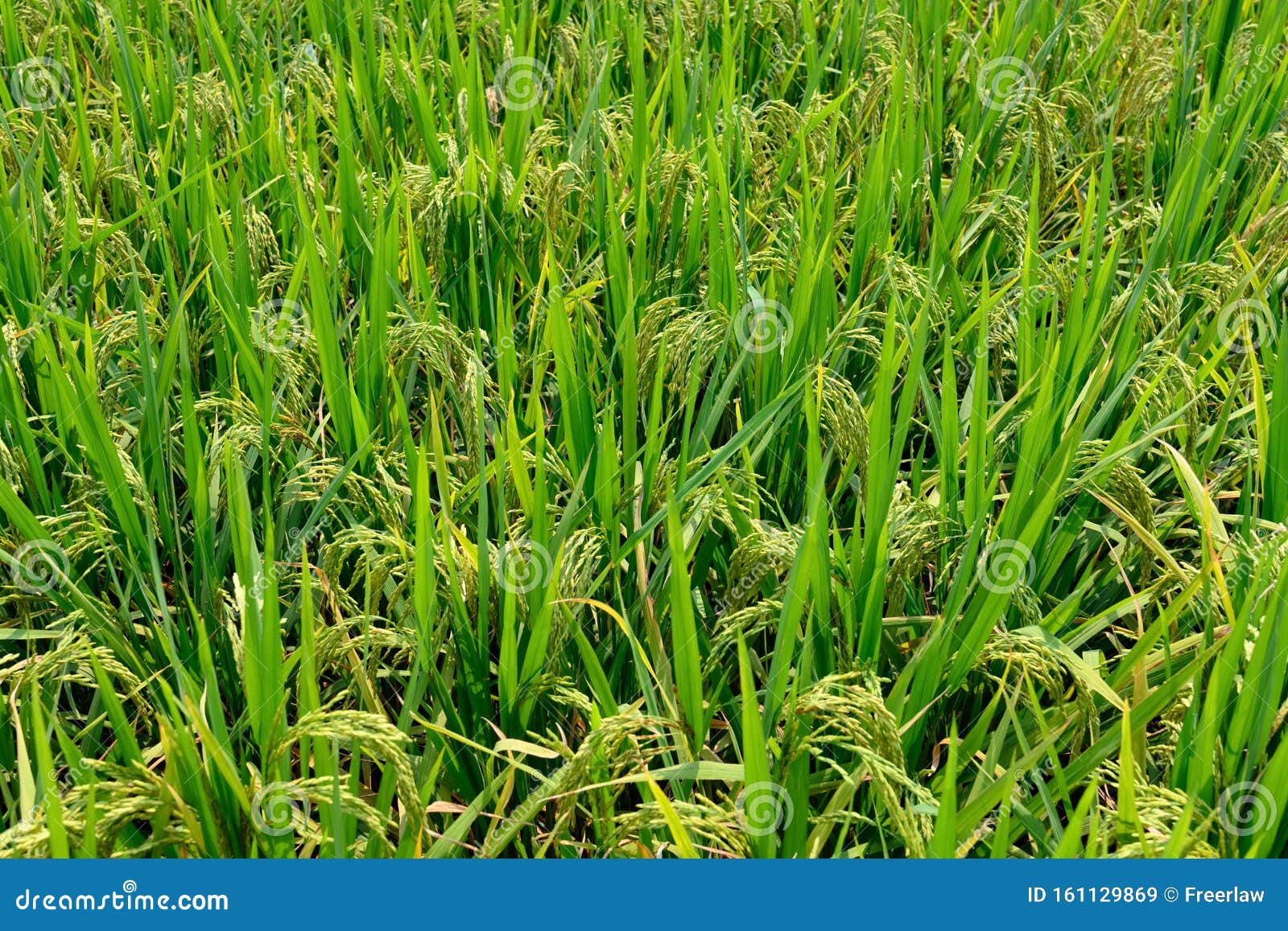 Fresh Green Paddy on the Field at Horizontal Composition Stock Image ...