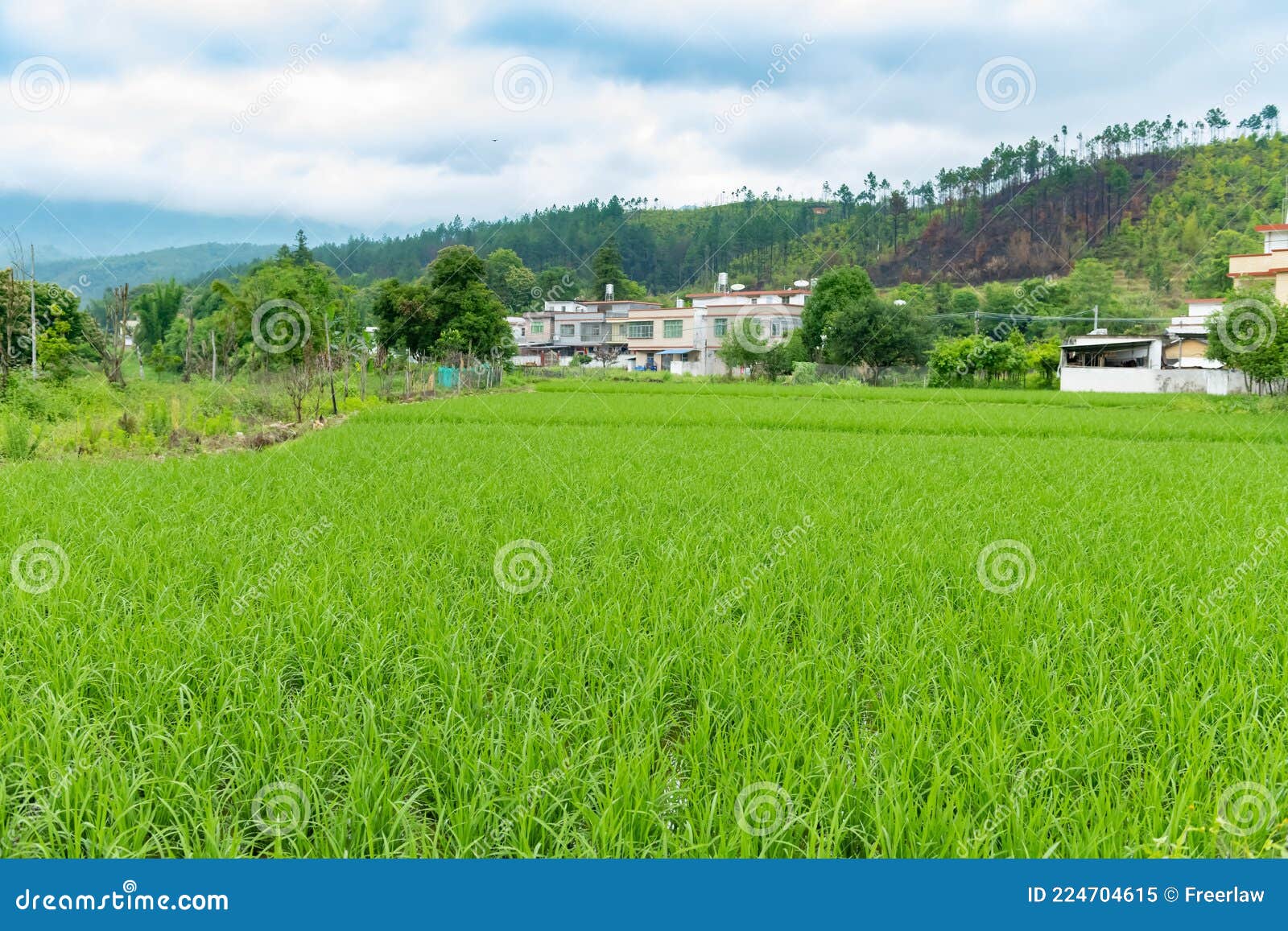 Fresh Green Paddy on Field Horizontal Composition Stock Image - Image ...