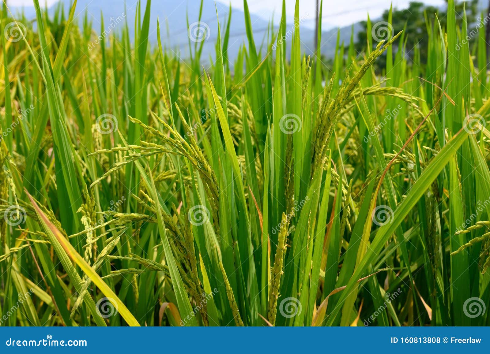 Fresh Green Paddy on Field Horizontal Composition Stock Photo - Image ...