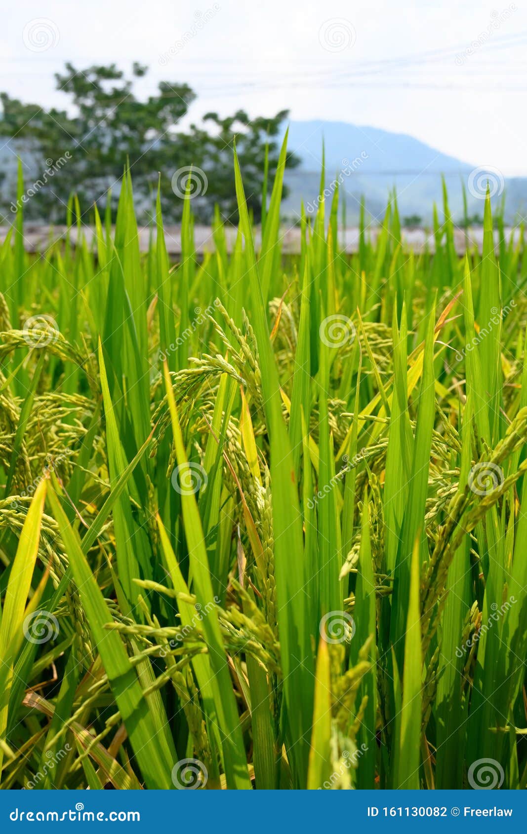 Fresh Green Paddy on Field Vertical Composition Stock Photo - Image of ...