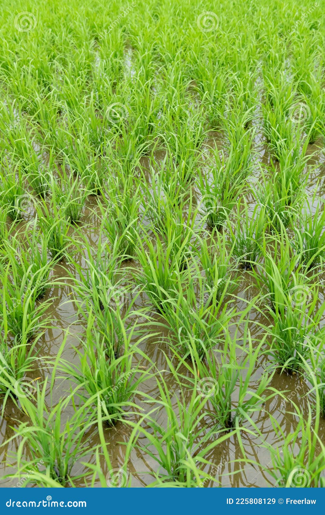 Fresh Green Paddy on the Field Vertical Composition Stock Image - Image ...