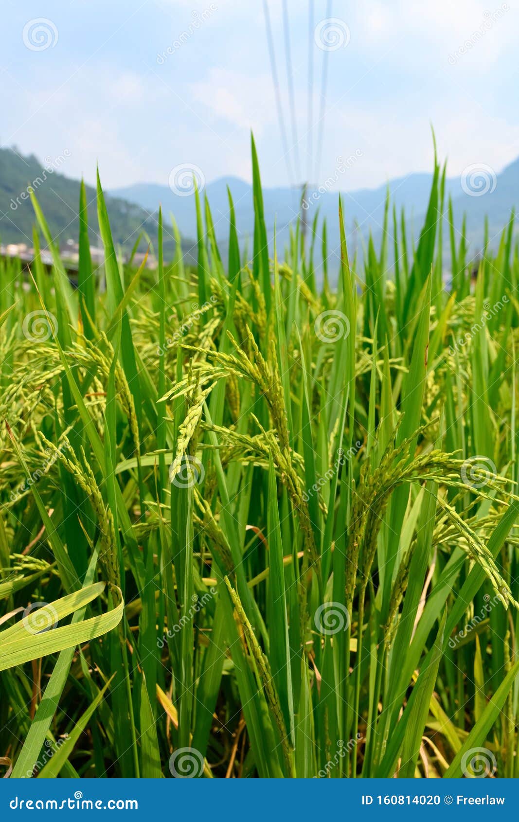 Fresh Green Paddy on Field Vertical Composition Stock Photo - Image of ...