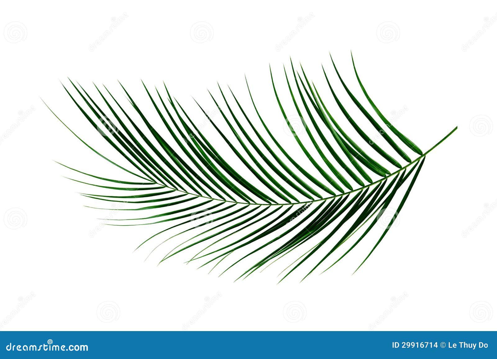 Palm Leaf In The Rays Of The Sun Background, Large, Green Palm Leaf ...