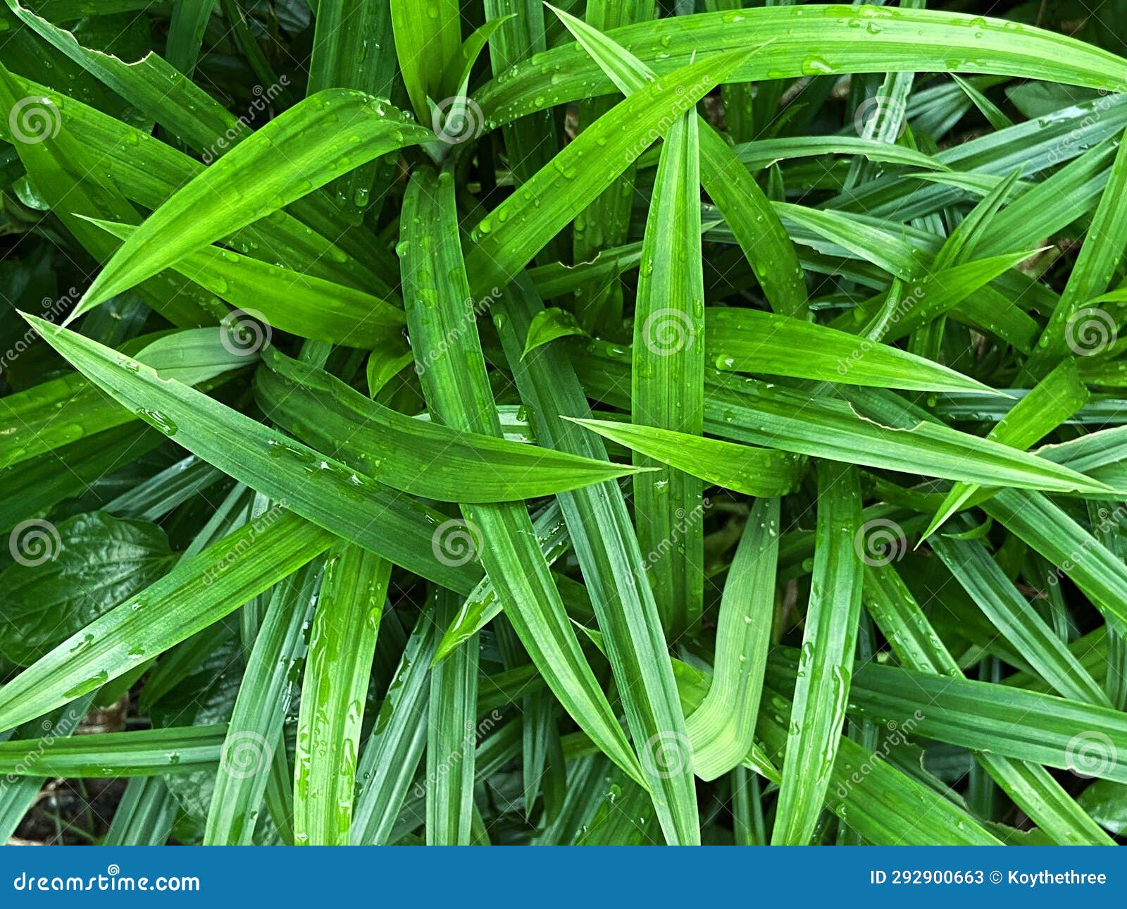 A Fresh Green Pandan Leaf with Water Drop on Top View, Green Pandan ...