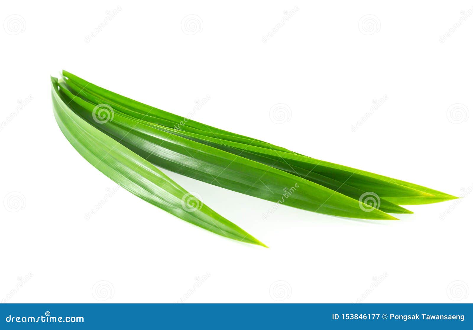Fresh Green Pandan Leaves Isolated on White Background Stock Image ...