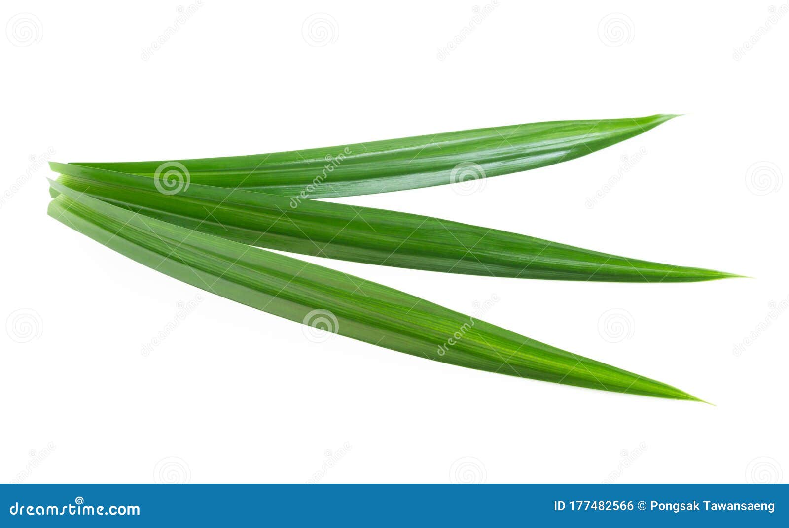 Fresh Green Pandan Leaves Isolated on White Background Stock Photo ...