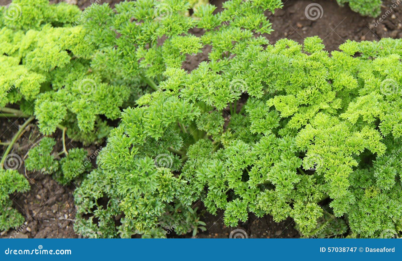Fresh Green Parsley. stock image. Image of market, grow - 57038747