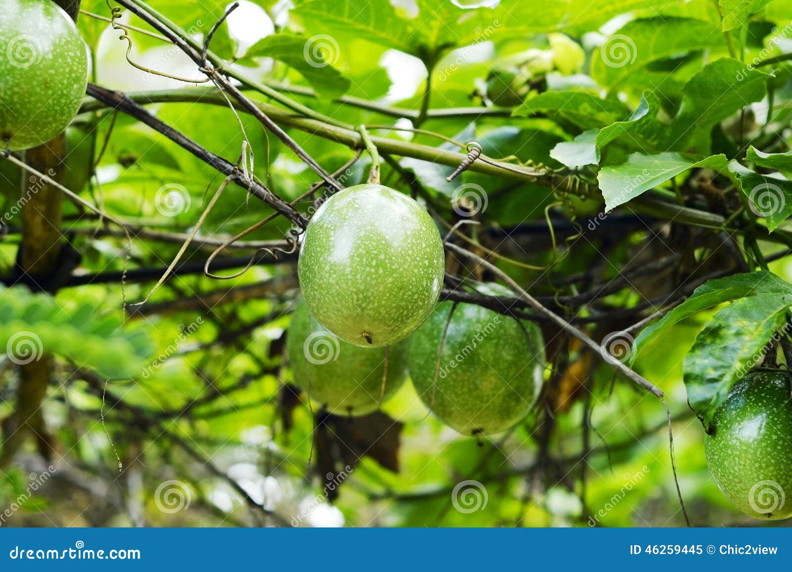 Fresh Green Passion Fruit on Vine from Frame Stock Image - Image of ...